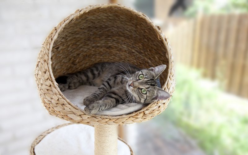 5 Ways to Enrich Your Indoor Cat's Environment - Bassler